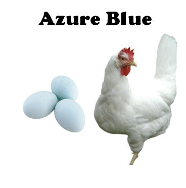 Point of Lay (19wk old) - Pullets - 2025 Shipment 1 - May 24, 2026 ...