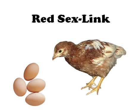 Started Off Heat (8+ week old) - Pullets - 2025 Shipment 1 - March 29 ...