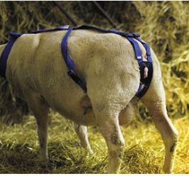 Sheep/Goat Prolapse Harness With Ewespoon – Hashbrowns Homestead Supplies